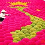 Incense Village Private Tour from Hanoi to Ninh Binh Old Capital - Ninh Binhs Stunning Landscapes: Tam Coc