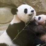 iPanda,iChengdu! - What’s Included and What to Expect