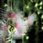 Ishigaki:A phantom flower withers overnight "Sagari-bana" - Key Points