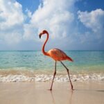 Isla Holbox Day Tour from Cancun with Lunch Included - What Makes This Tour Stand Out