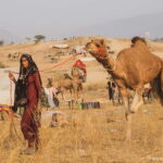 Jaipur: Ajmer & Pushkar Day Trip with Lunch & Camel ride - What Makes This Tour Stand Out