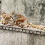 Jaipur Full-Day City Tour with Monkey Temple By AC Car - A Practical Look at the Tour Experience