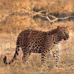 Jaipur: Jhalana/Amagarh leopard safari private tour - Who Will Love This Tour?