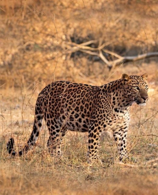 Jaipur: Jhalana/Amagarh leopard safari private tour - Who Will Love This Tour?