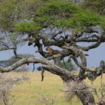 Jaipur: Jhalana leopard safari private tour - Why Choose This Tour?