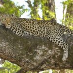 Jaipur to Jhalana Leopard reserve Private Day Trip All Inclusive - The Itinerary in Detail