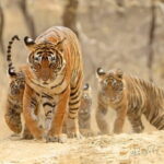 Jaipur to Ranthambore one way drop service - What’s Included and What’s Not