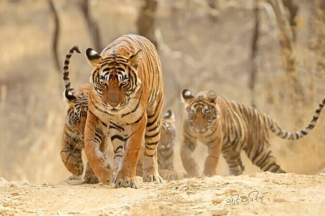 Jaipur to Ranthambore one way drop service - What’s Included and What’s Not