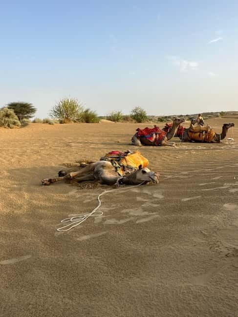 Jaisalmer: Sam Sand Dunes Sunset Tour with Camel Ride - Value & Practical Considerations