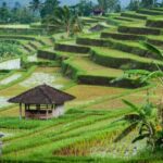 Jatiluwih Rice Terrace and Temple Tour - Transportation and Convenience