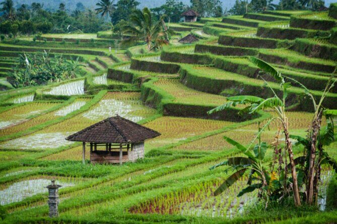 Jatiluwih Rice Terrace and Temple Tour - Transportation and Convenience