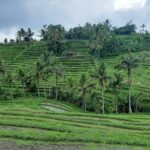 Jatiluwih Rice Terrace & Tanah Lot Tours - The Practicalities and Value