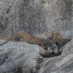 Jawai Leopard Gypsy Safari - The Sum Up: Who Is This Safari Best For?