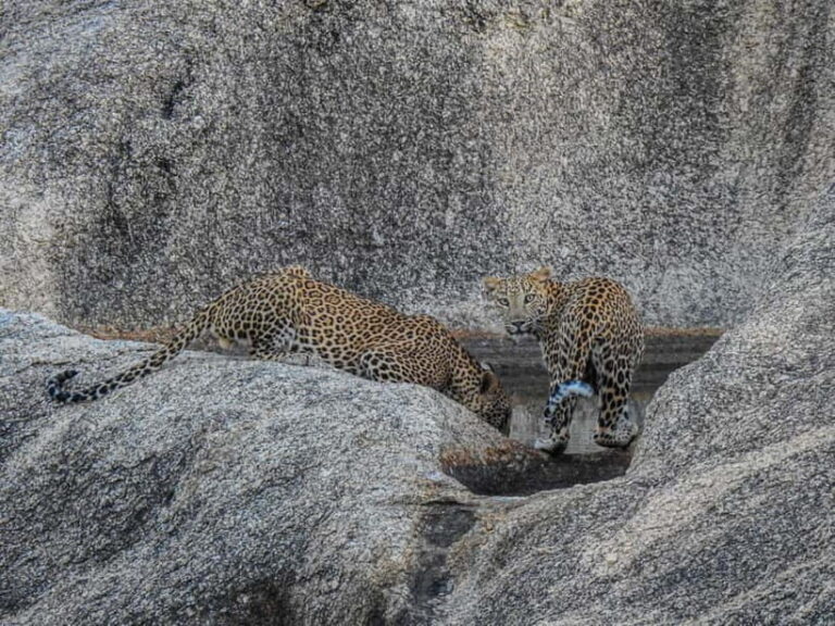 Jawai Leopard Gypsy Safari - The Sum Up: Who Is This Safari Best For?