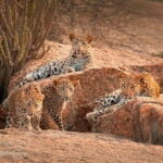 Jawai Leopard Wildlife Safari Private Tour In a 4x4 Jeep - What Makes the Jawai Leopard Safari Special?