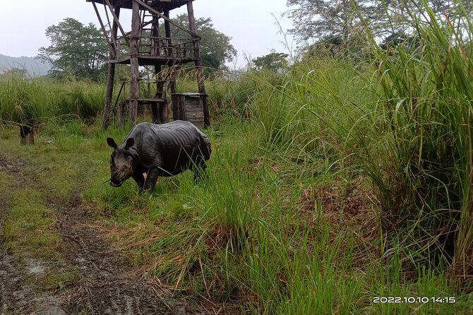 Jeep safari (4-5 hrs., Sharing) inside Chitwan National Park. - What Past Travelers Say