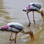 Jeep Safari at Kumana National Park - Practical Details and Considerations