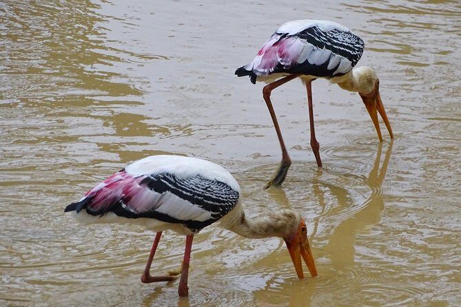 Jeep Safari at Kumana National Park - Practical Details and Considerations