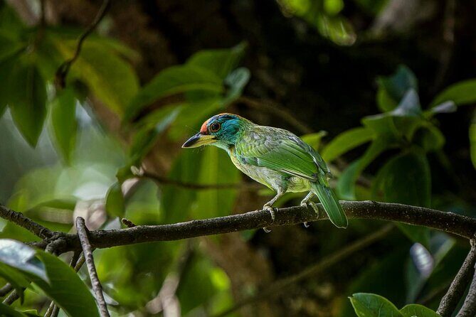 Jeep Safari in Nagarjun forest at Kathmandu - Practical Tips for Your Safari