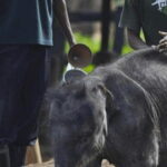 Jeep Safari to Udawalawa National Park from Colombo - Introducing the Safari Experience