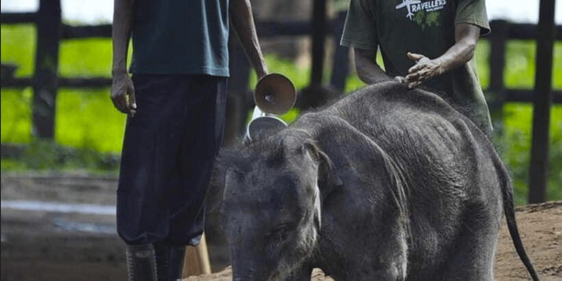 Jeep Safari to Udawalawa National Park from Colombo - Introducing the Safari Experience