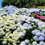 Jeju East Hydrangea Tour with UNESCO site - Authentic Experiences and Hidden Details
