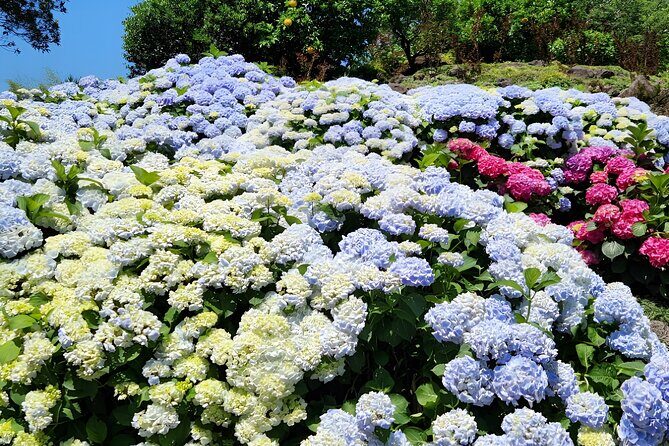 Jeju East Hydrangea Tour with UNESCO site - Authentic Experiences and Hidden Details
