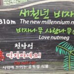 Jeju island private DAY Tour - South of Jeju - Detailed Review: What to Expect on Your Journey