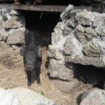 Jeju Island Private Half day Transport : East attractions only - Final Thoughts