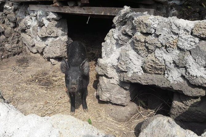 Jeju Island Private Half day Transport : East attractions only - Final Thoughts