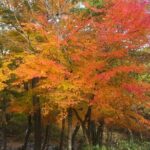 Jeju Island Private Taxi Tour: Mt. Hallasan and Waterfalls - What Makes This Tour Stand Out?