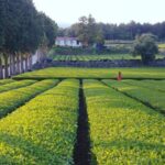 Jeju Premium Small Group UNESCO Day Tour - South - What Sets This Tour Apart?