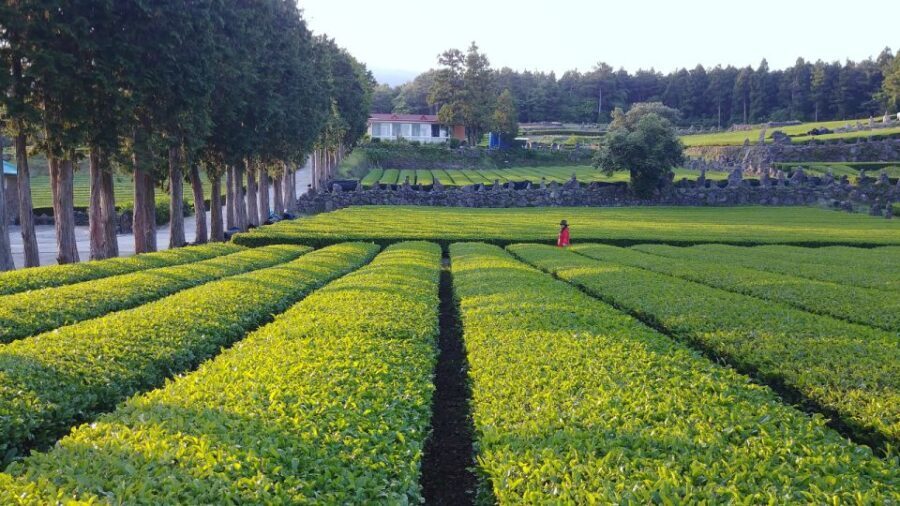 Jeju Premium Small Group UNESCO Day Tour - South - What Sets This Tour Apart?