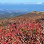 Jeju Taxi Tour KJ with Flexible scheduling - Day 2: Coastal Beauty and Natural Waterfalls
