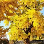 Jeonju Hanok Village and Jangtaesan Nature Tour - The Ride from Seoul to Jeonju: Setting Off