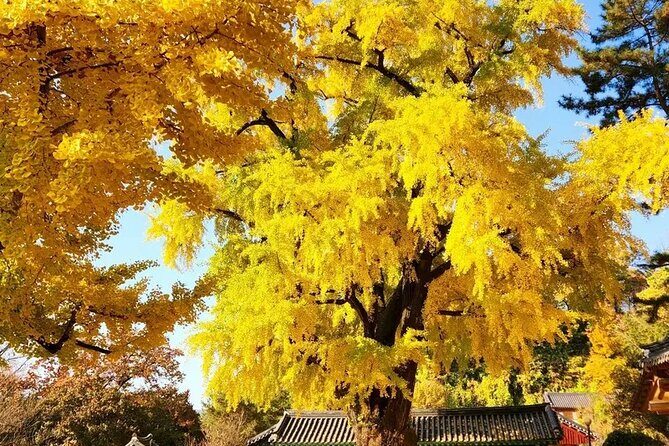 Jeonju Hanok Village and Jangtaesan Nature Tour - The Ride from Seoul to Jeonju: Setting Off