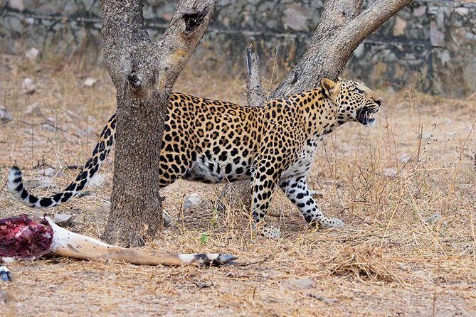Jhalana Guided Leopard Safari - Jaipur - The Practicalities: Money, Comfort, and Tips