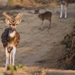 Jim Corbett: 3-Day Safari Tour by Flight from Bangalore - Key Points