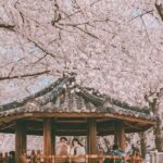 Jinhae Pink Cherry Blossom Festival Tour From Seoul (to Busan) - Transportation and Logistics