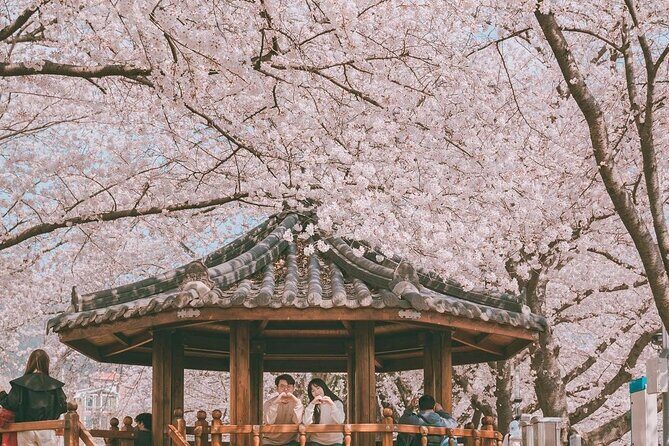 Jinhae Pink Cherry Blossom Festival Tour From Seoul (to Busan) - Transportation and Logistics