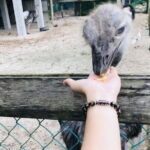 Johor Day Tour - Ostrich Farm, Waterfall, Go Kart [Car] - Practical Details and Tips