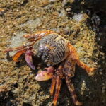 Johor: Desaru Beach Life and Tidepool Discovery - Why This Tour Offers Genuine Value