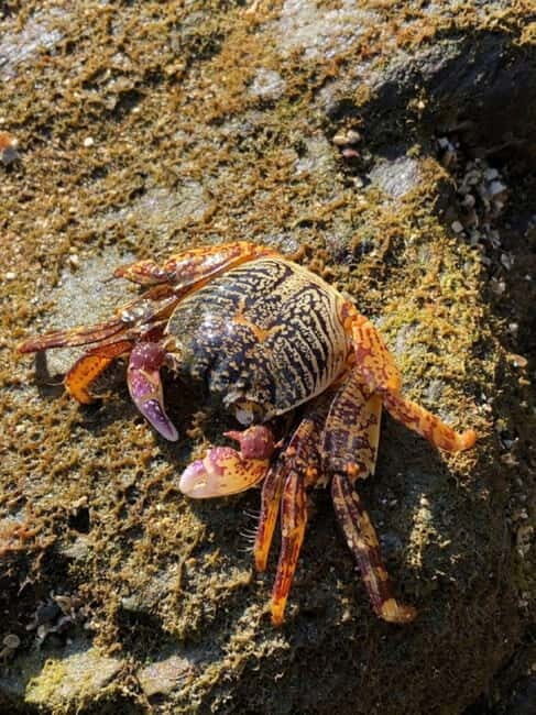 Johor: Desaru Beach Life and Tidepool Discovery - Why This Tour Offers Genuine Value