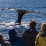 Juneau: Whale Watching and Wildlife Cruise with Local Guide - The Value and Why It Works