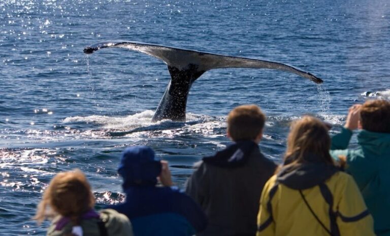Juneau: Whale Watching and Wildlife Cruise with Local Guide - The Value and Why It Works