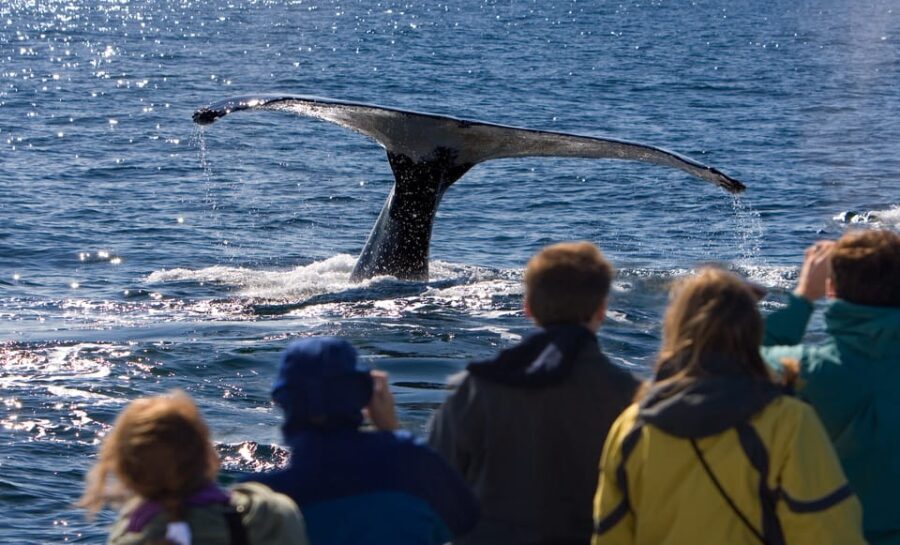 Juneau: Whale Watching and Wildlife Cruise with Local Guide - The Value and Why It Works