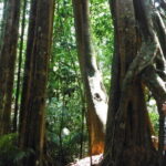 Jungle Experience: 1 Day Trek in Nam Ha NPA - What’s Included and What to Bring