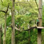 Jungle Flight Zipline Roller Coaster - The Value Proposition