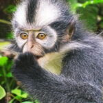 Jungle Immersion Trek 2 Days and 1 Night - Discovering the Itinerary: What to Expect