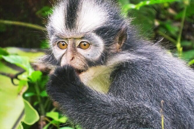 Jungle Immersion Trek 2 Days and 1 Night - Discovering the Itinerary: What to Expect